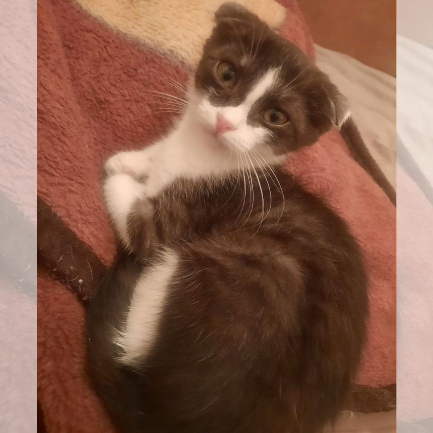 Котёнок в добрые руки