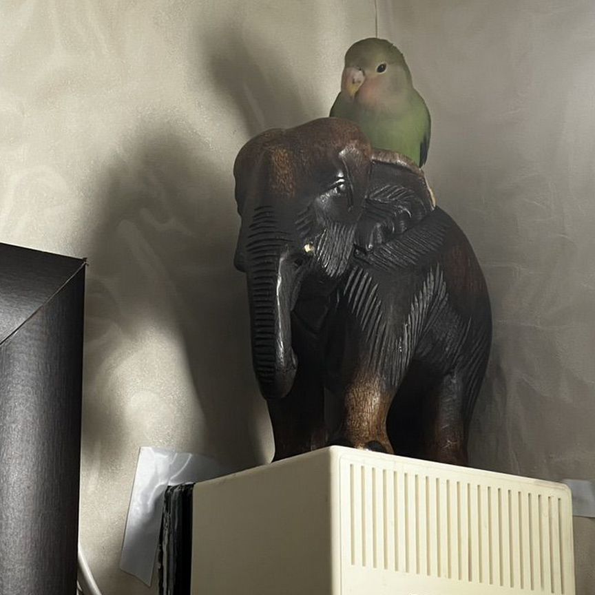 Попугай неразлучник