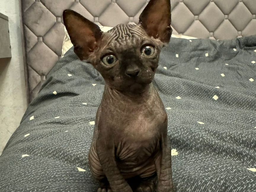 Канадский сфинкс котята мальчики