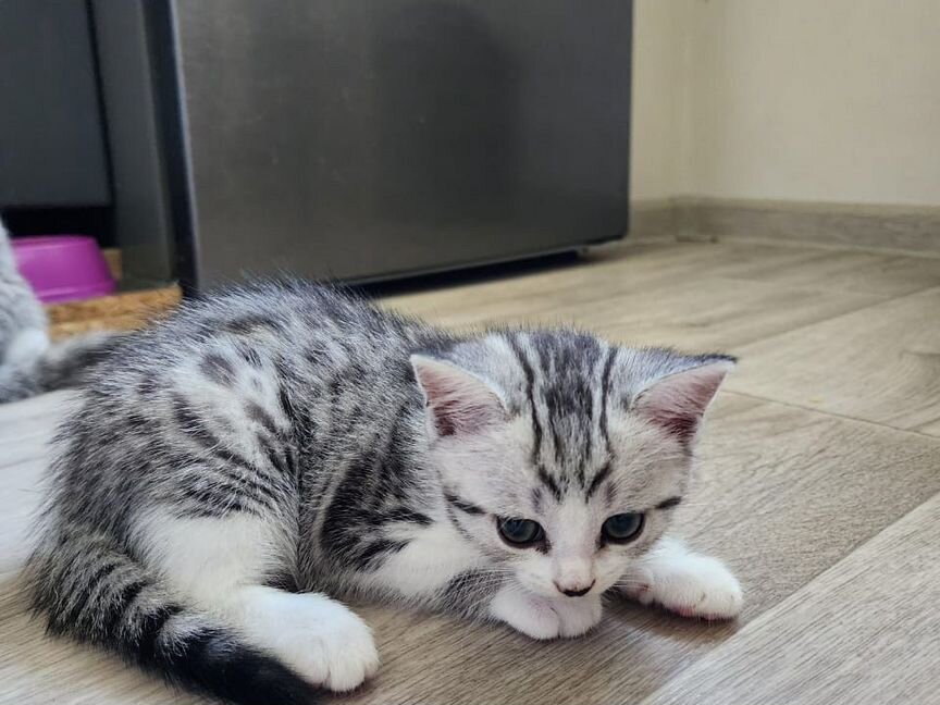 Отдам в добрые руки шотландских котят
