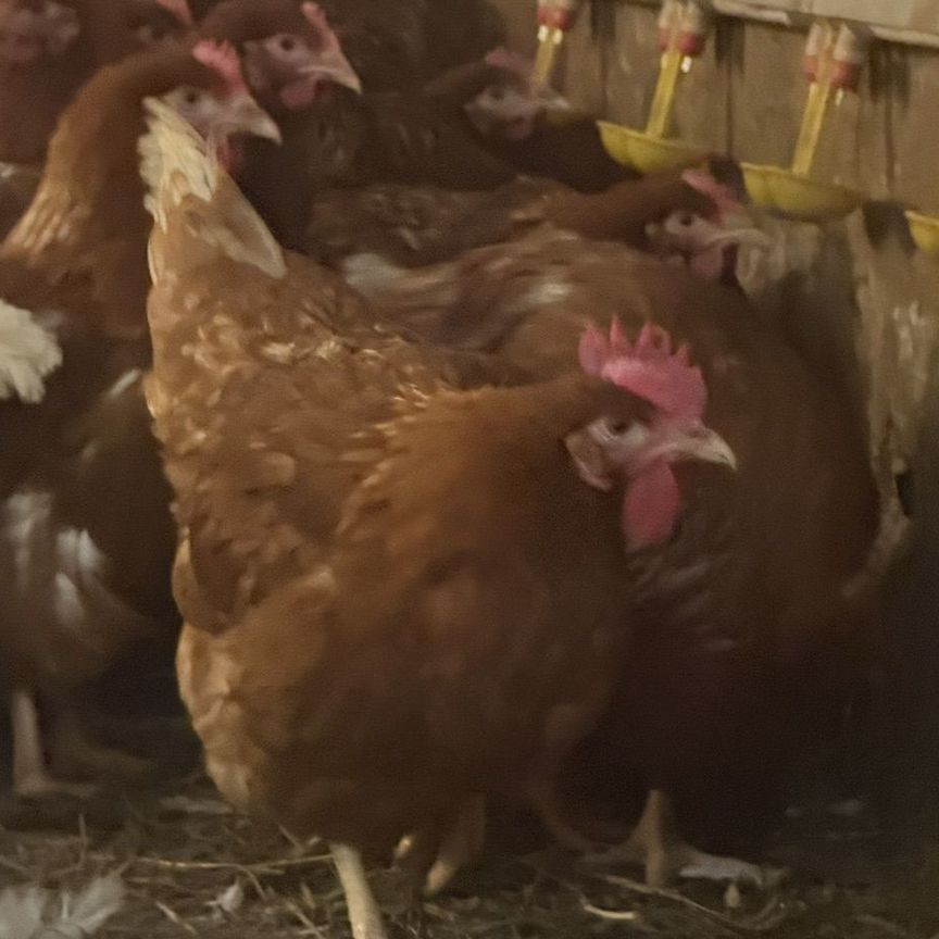 Куры молодка 5 месяцев