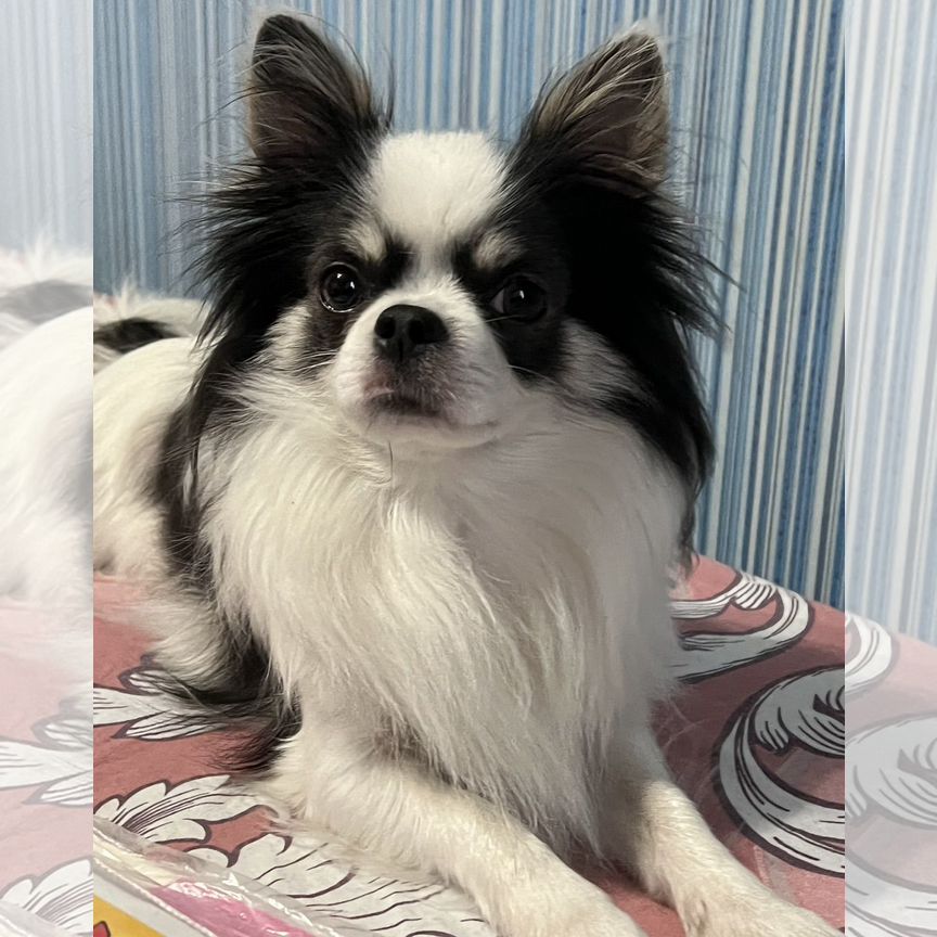 Вязка чихуахуа мини кабель