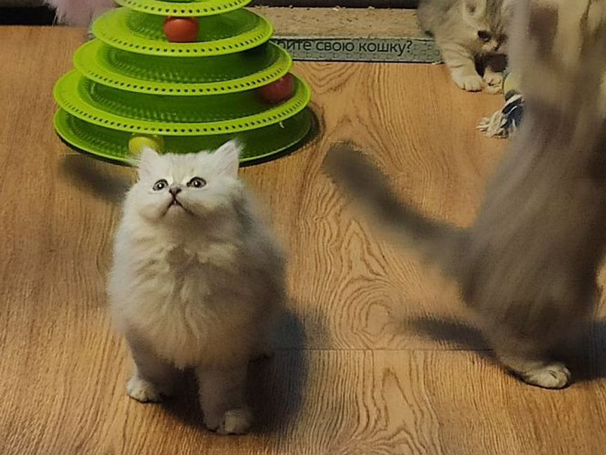 Чистокровные шотландцы