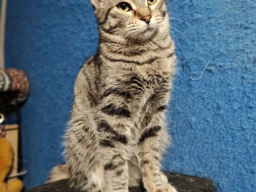 Кошечка в добрые руки