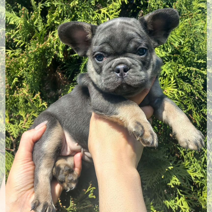 Французский бульдог, щенок