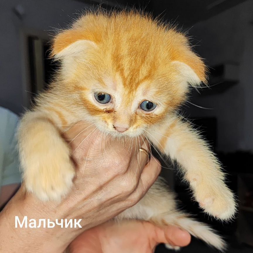 Шотландские котята