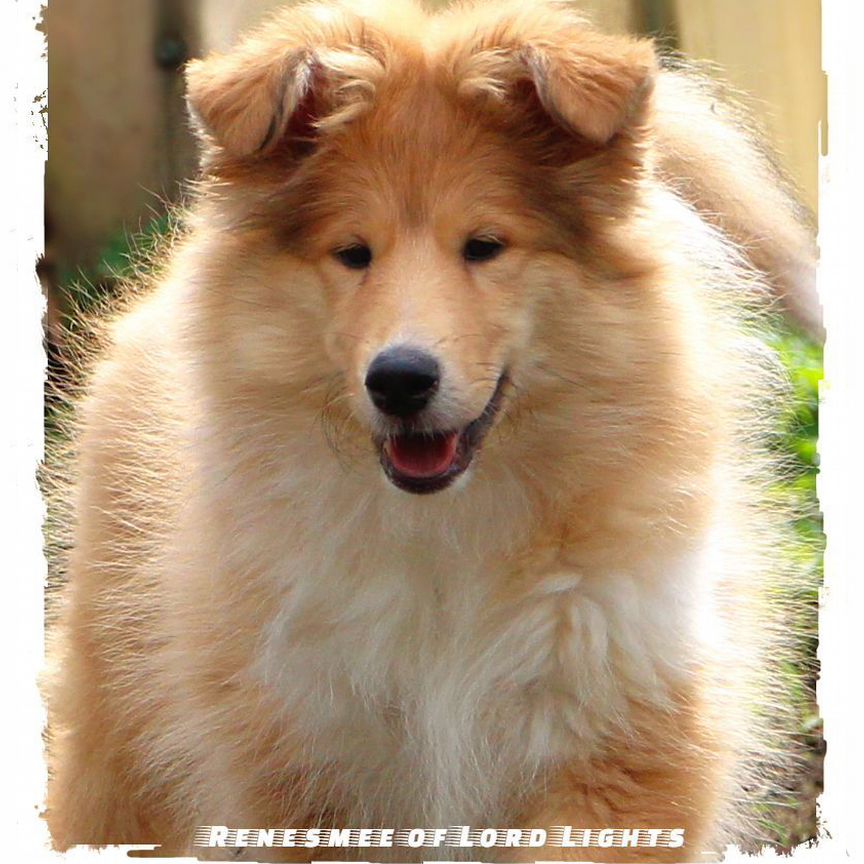 Колли, щенок