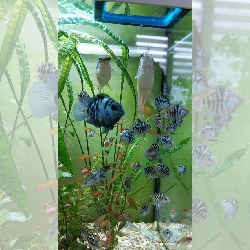 Голубая цихлида Сапфировый попугай