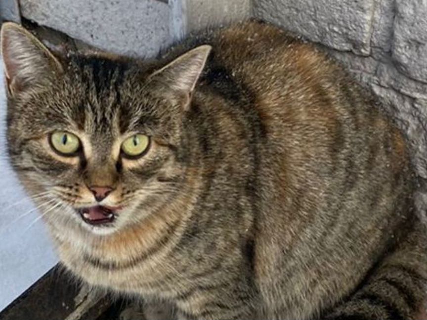 Кошечка возьмите хоть мышей ловить