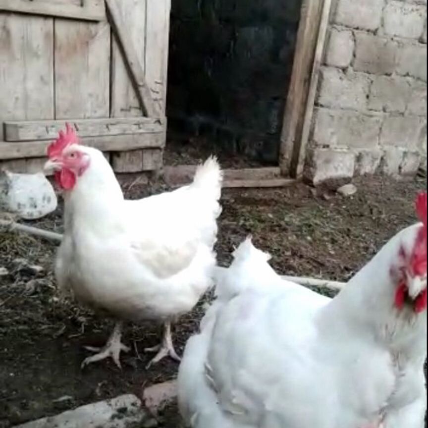 Куры бройлеры живым весом