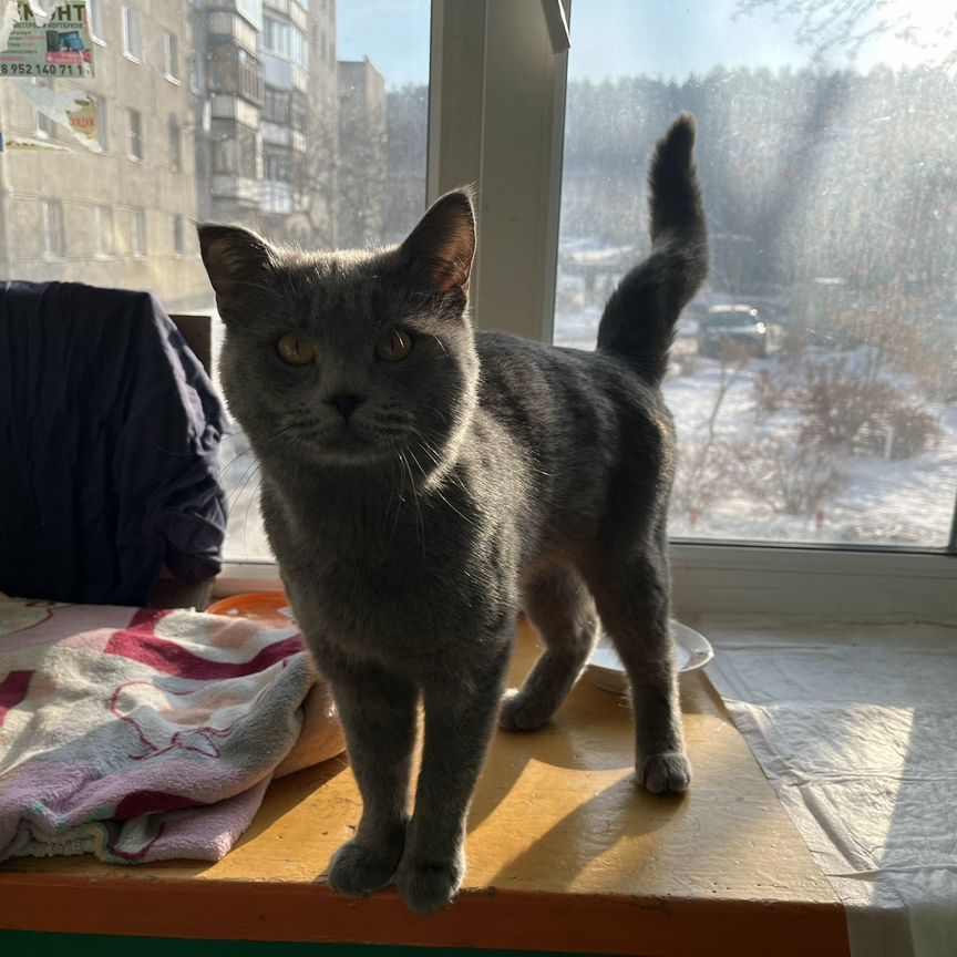 Кот в добрые руки