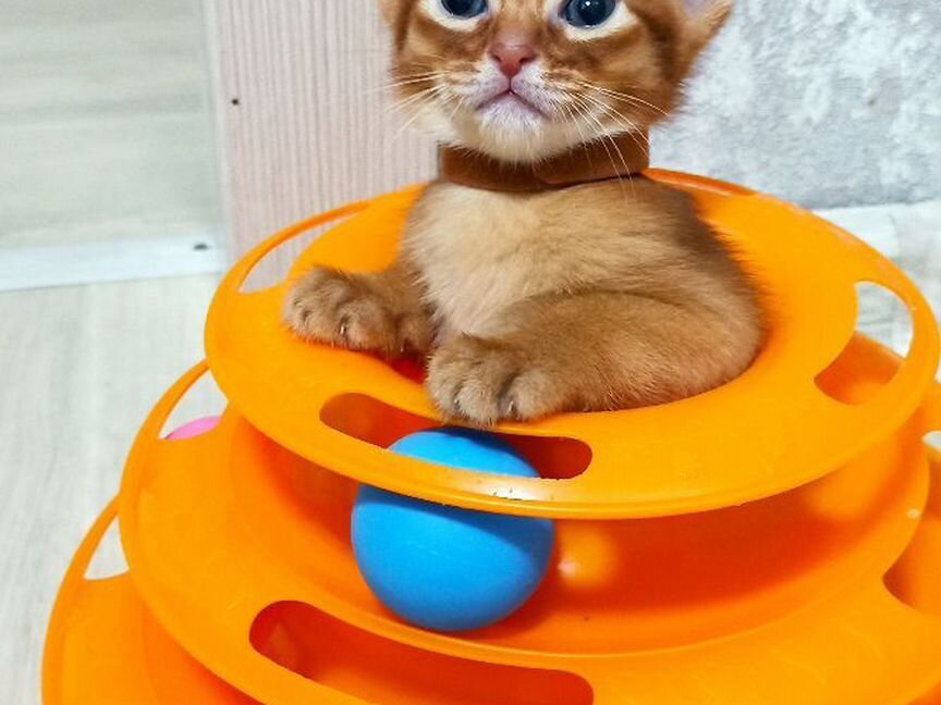 Абиссинские котята