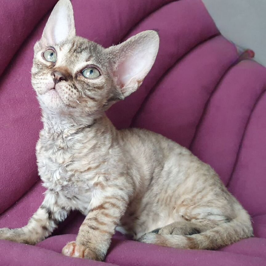Девон-рекс котёнок