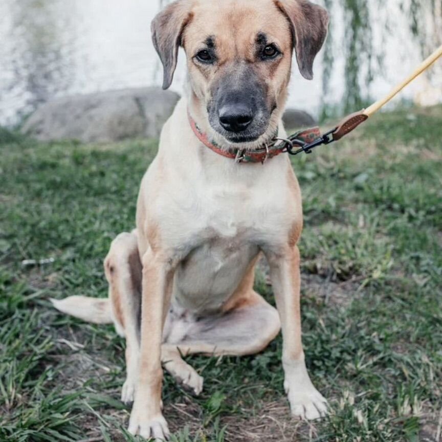 Ласковая собака с тяжелой судьбой ищет семью