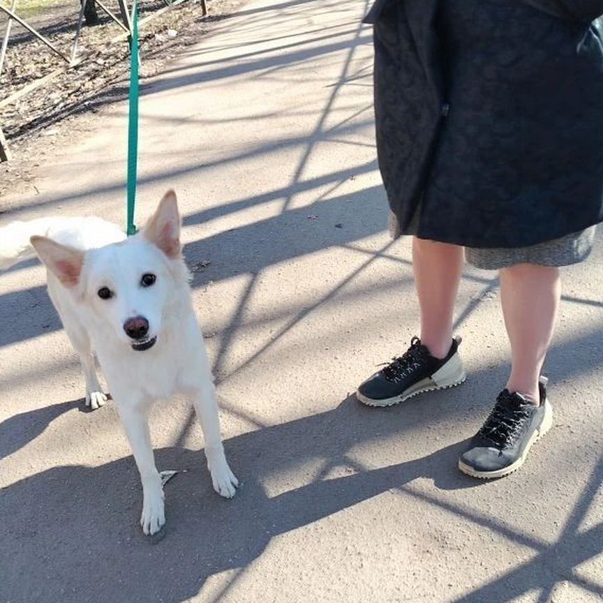 Щенок в добрые руки