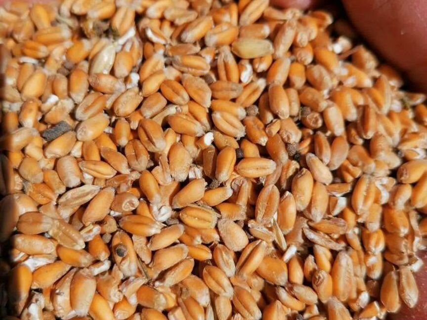 Гречиха, Кормовой овёс корма