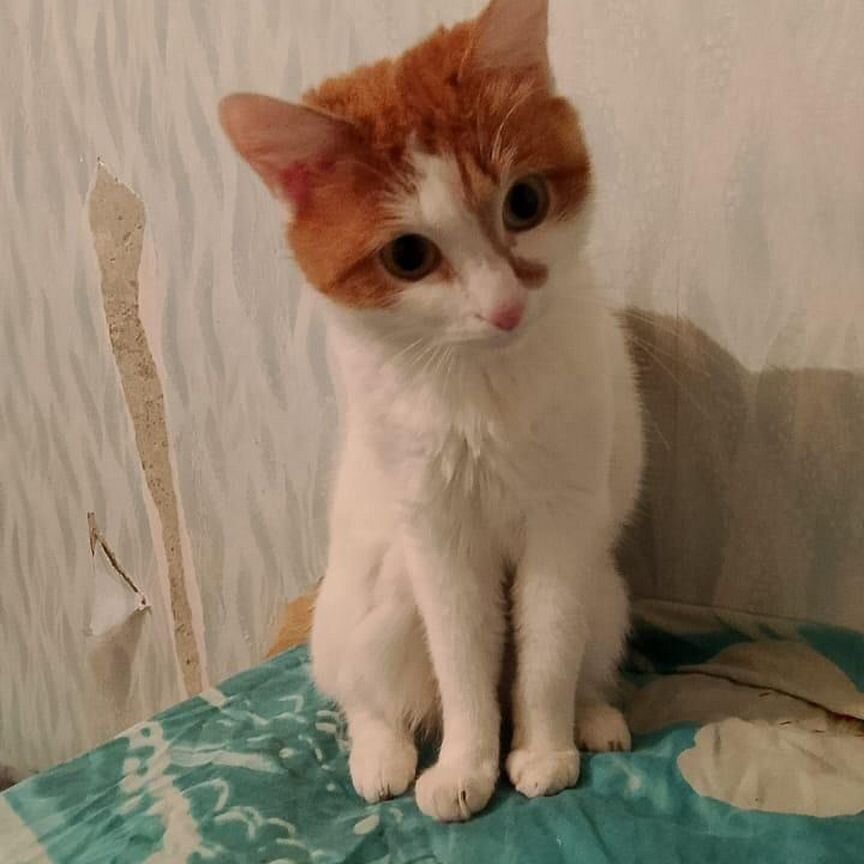 Кошка солнышко для вас