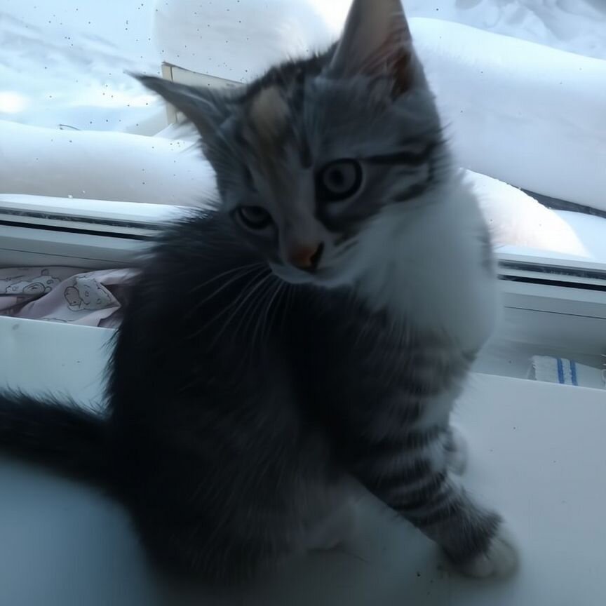 Котёнок в добрые руки