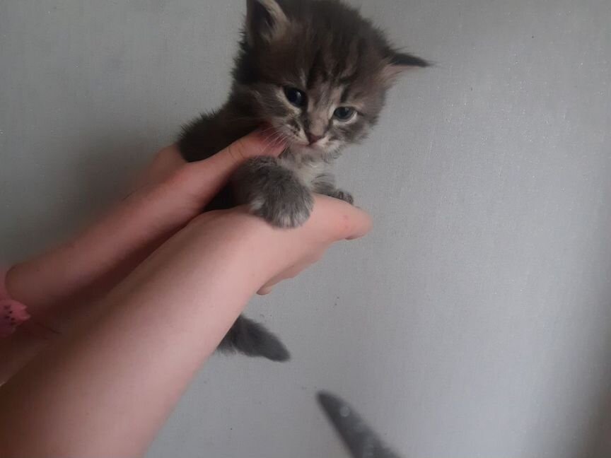 Курильский бобтейл