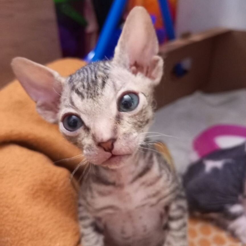 Донской сфинкс котята