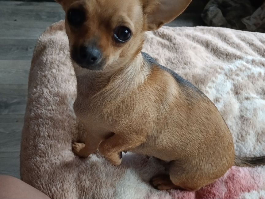 Чихуахуа пропала