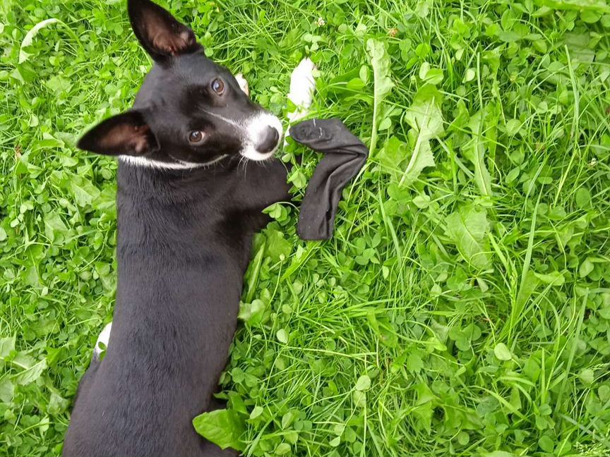 Красавица Ася, в добрые руки