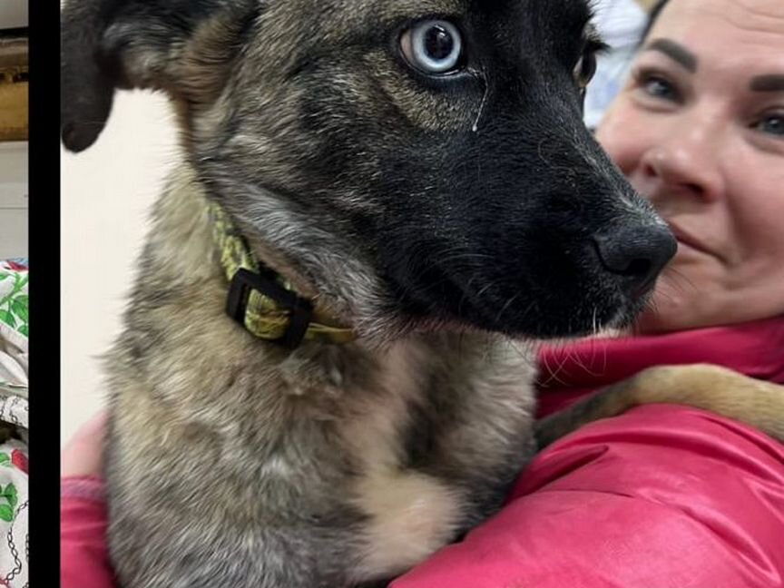 Разноглазая необычная собачка ищет дом