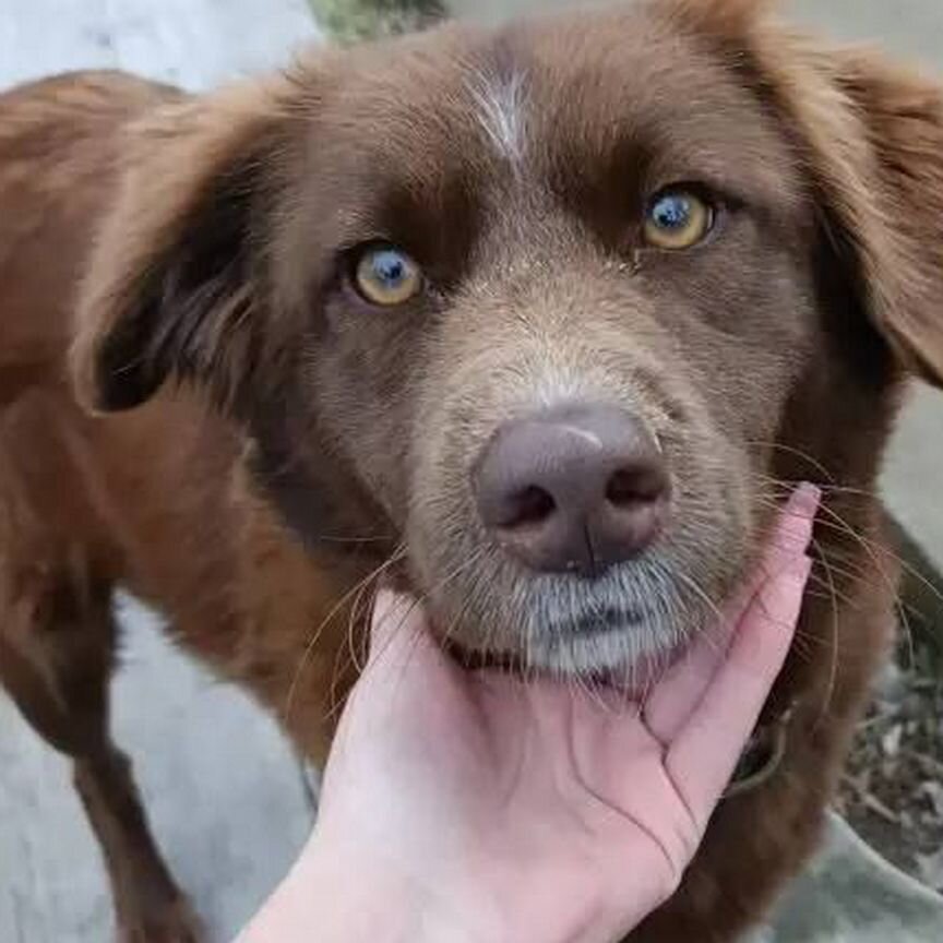 Взрослая собака в добрые руки