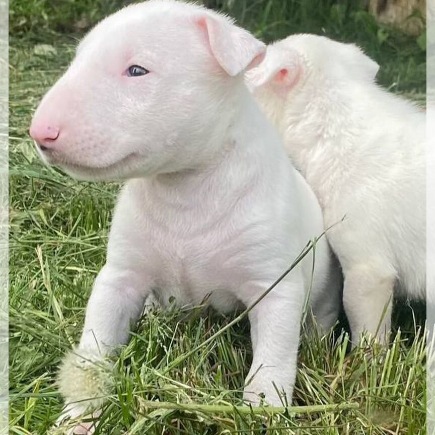 Бультерьер, щенок