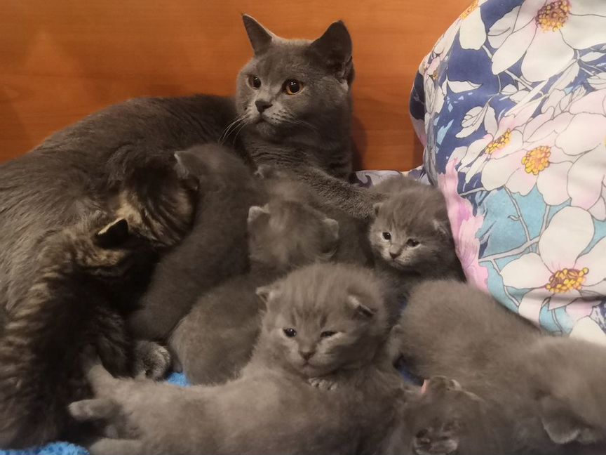 Отдаём котят бесплатно от британской кошечки