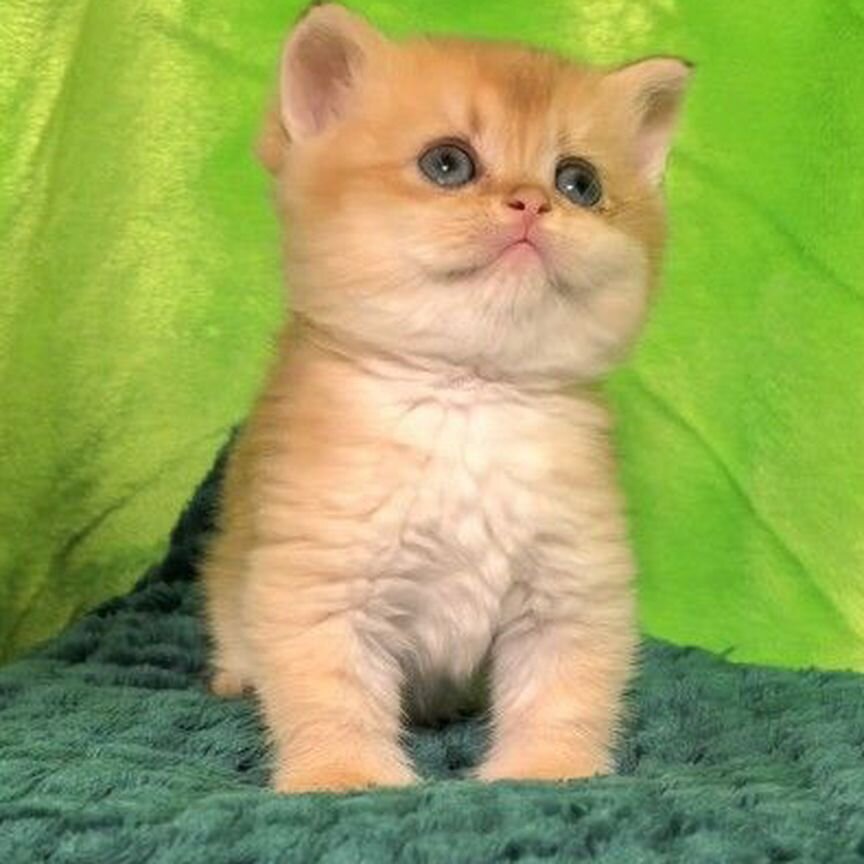 Шотландский золотой котёнок