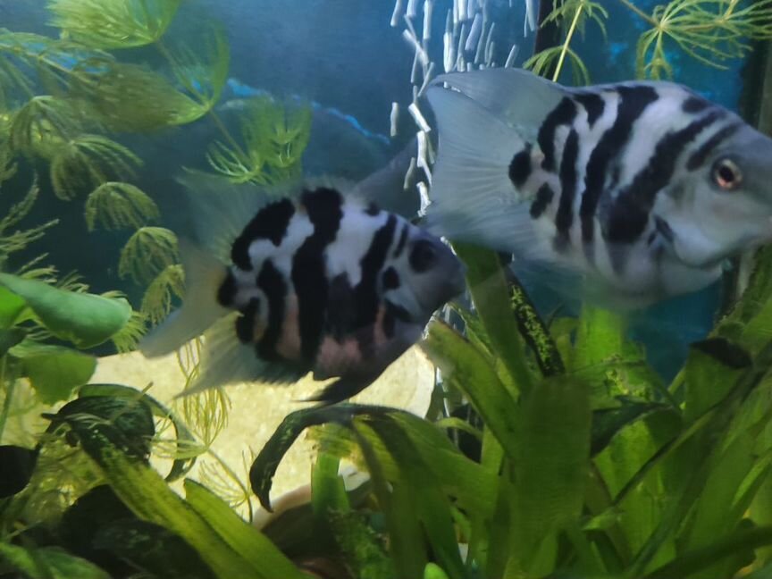 Аквариумные рыбки