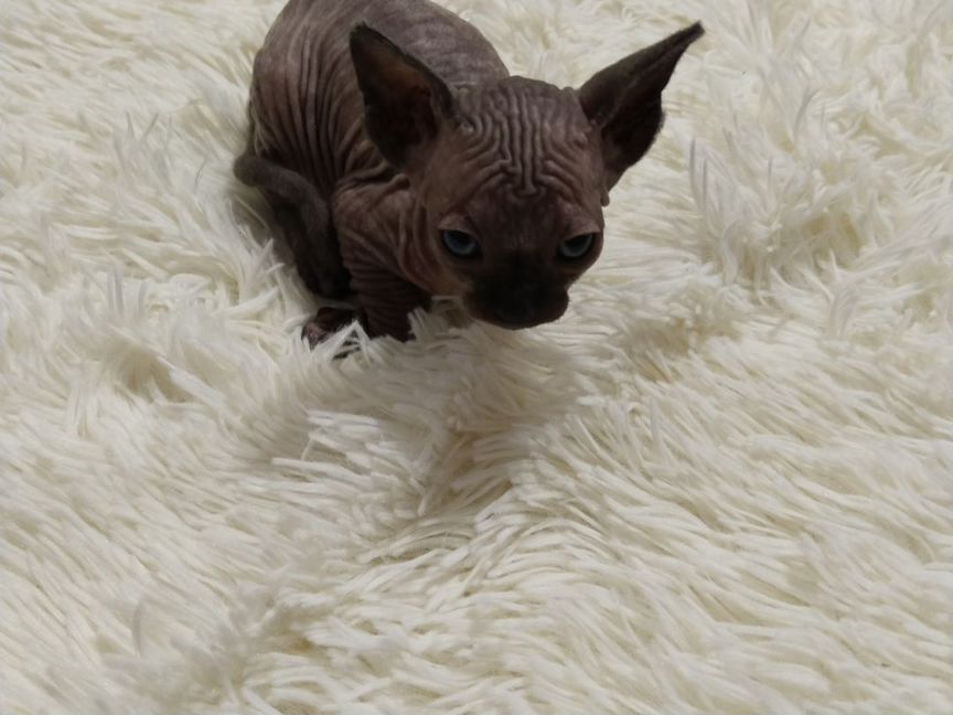 Канадский сфинкс котенок девочка