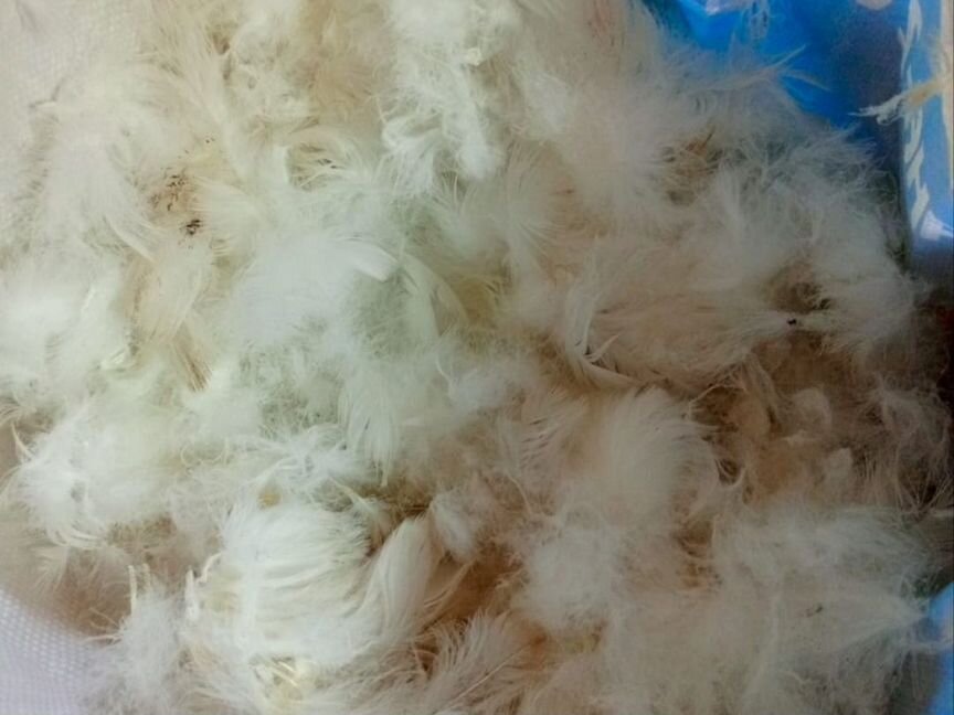 Пух гусинный белый