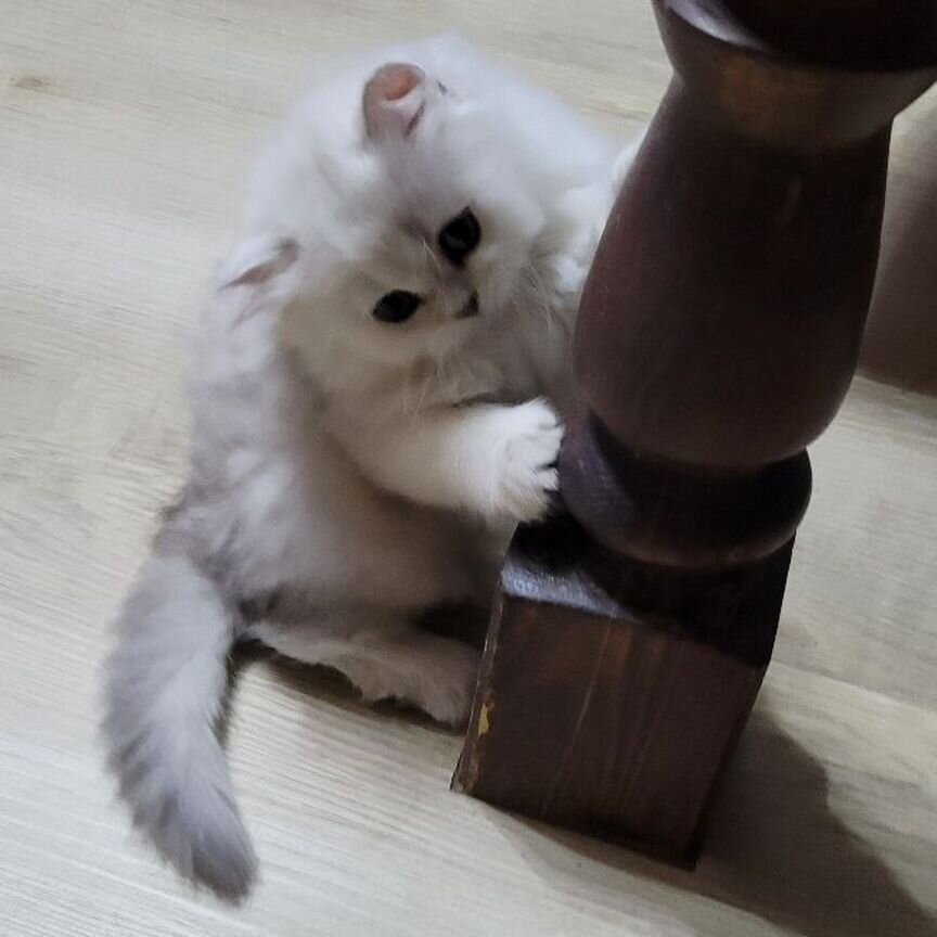 Британский длинношёрстный котёнок