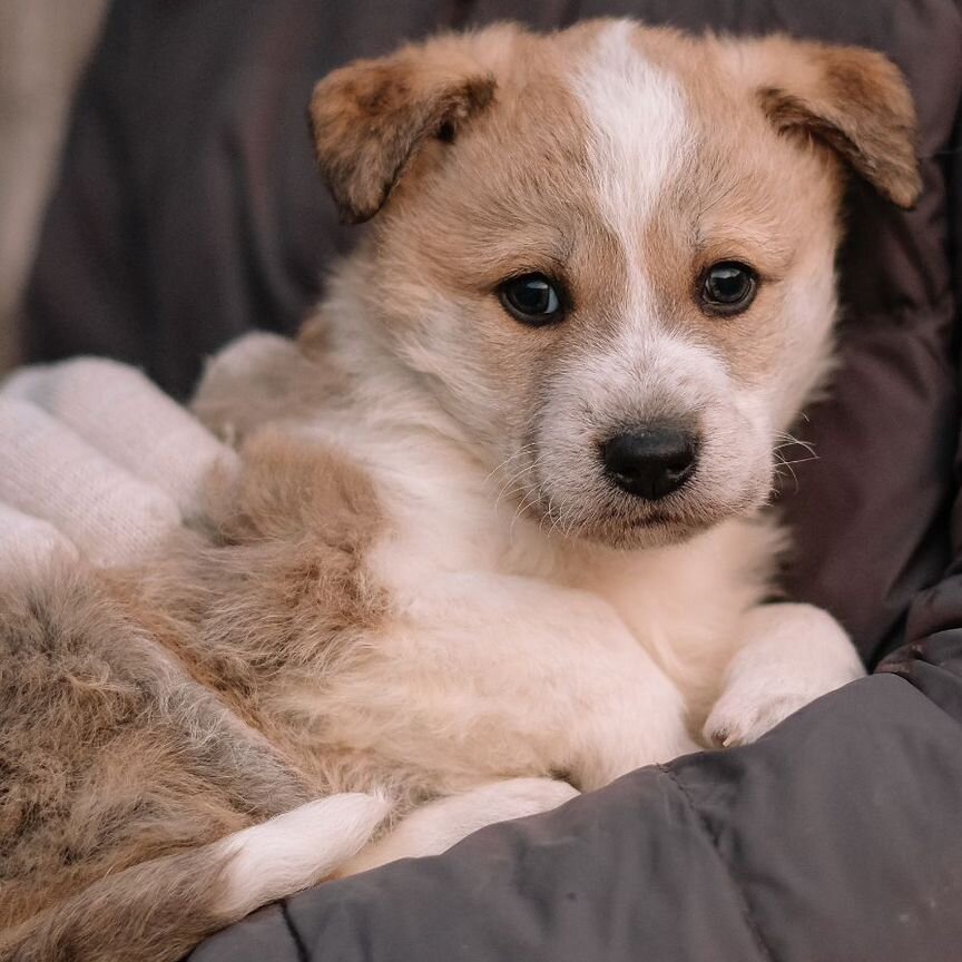 Щенок в добрые руки