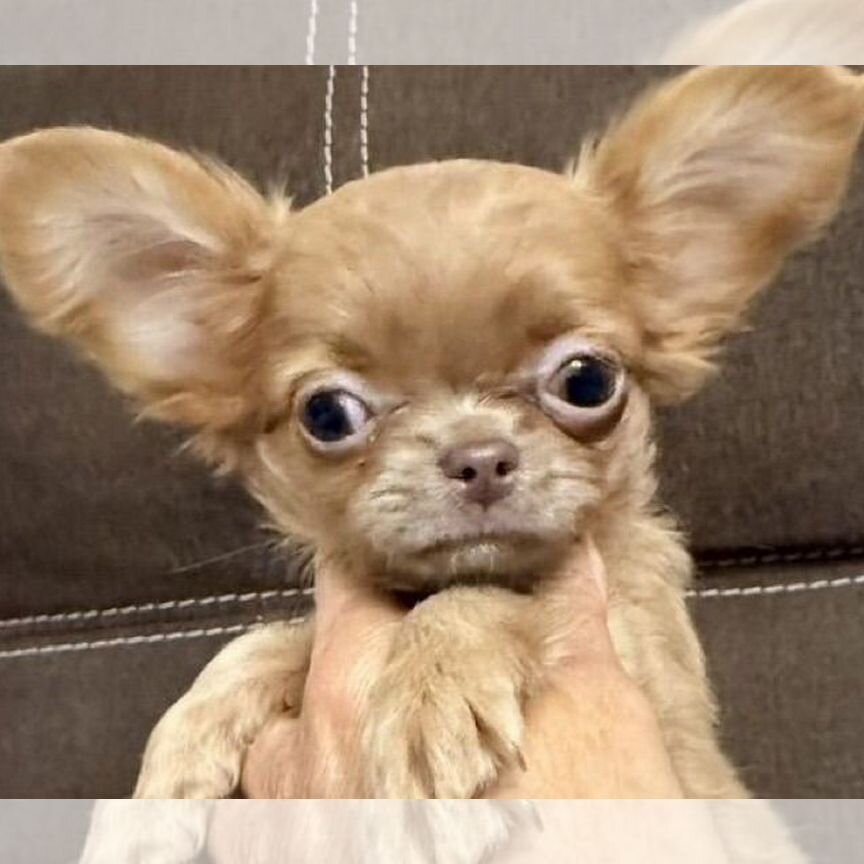 Чихуахуа, щенок