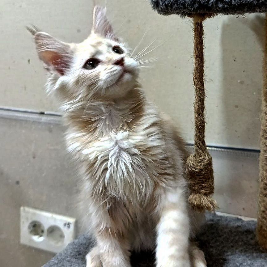 Мейн-кун котёнок