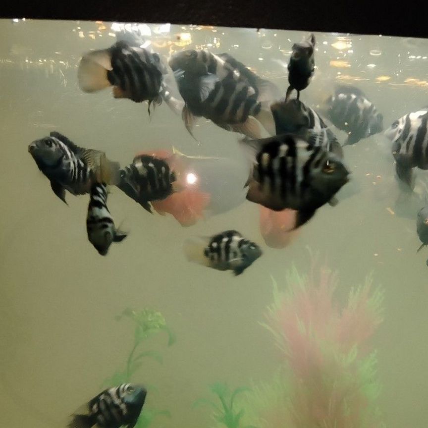 Аквариум с рыбками и все принадлежности