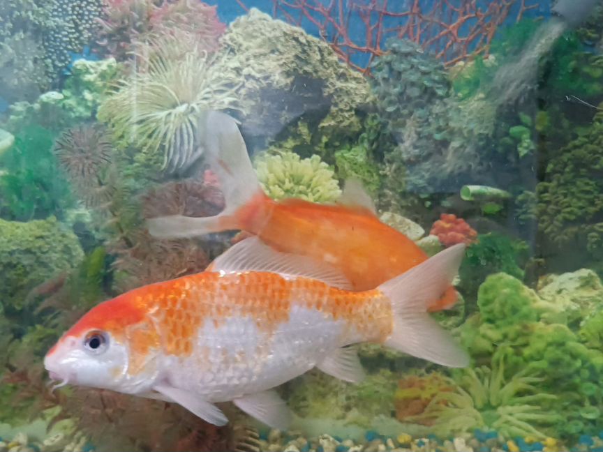 Аквариумные рыбы карп кои