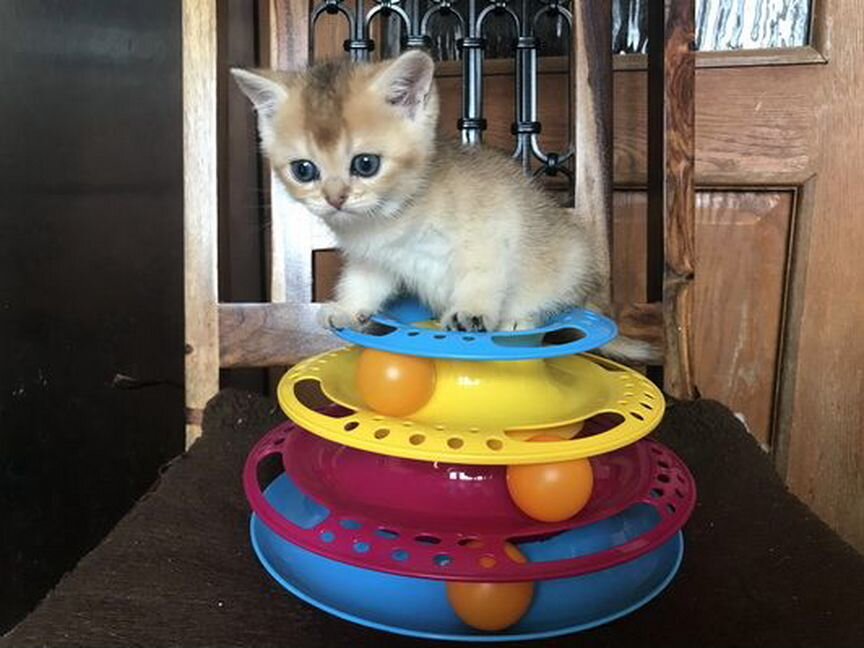 Золотые британские котята 1,5 мес