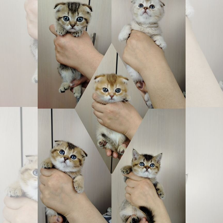 Шотландский вислоухий короткошёрстный котёнок