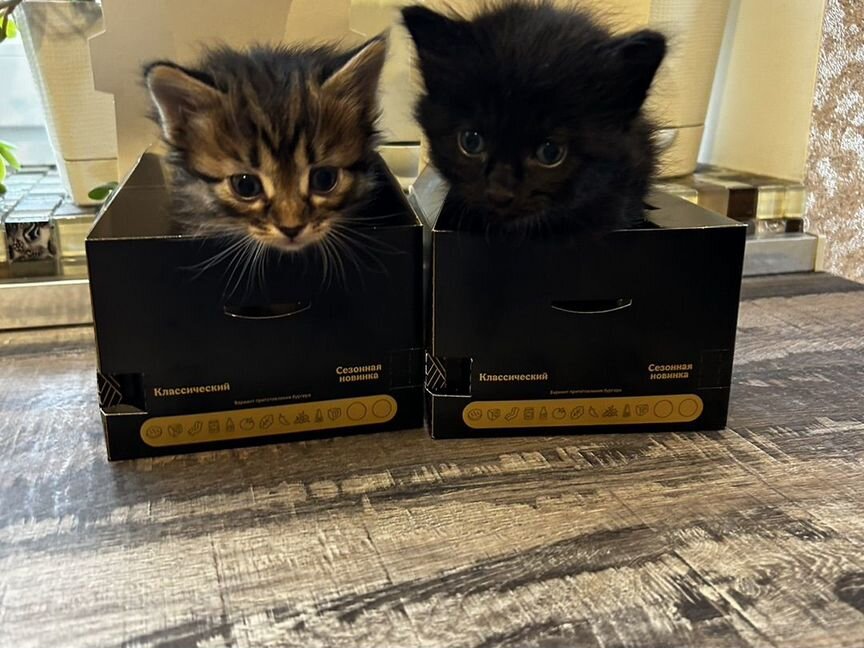 Котята курильский бобтейл