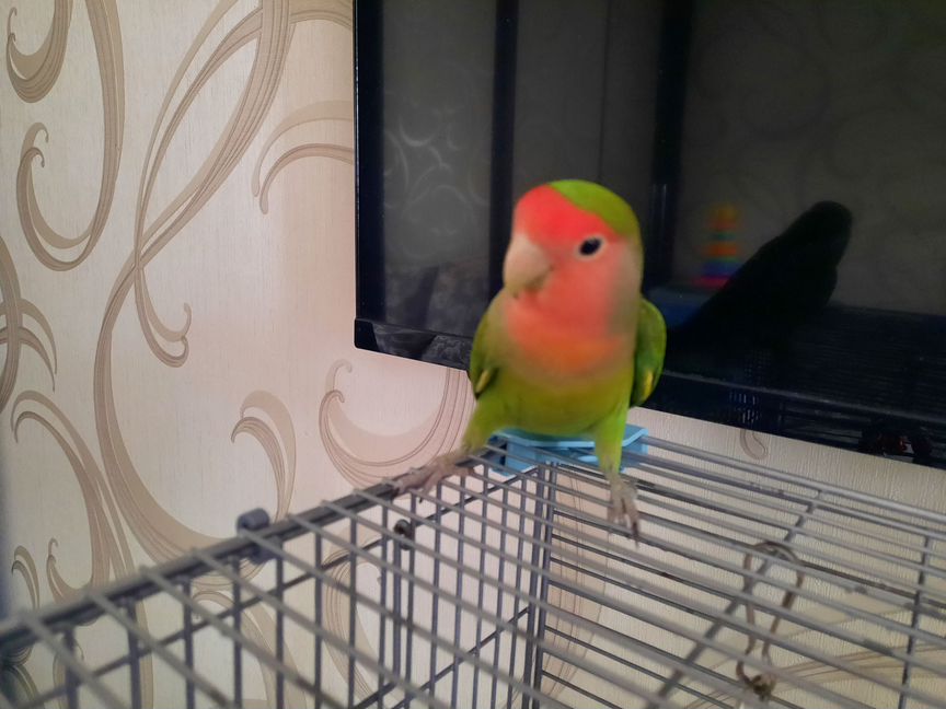 Попугай неразлучник ручной