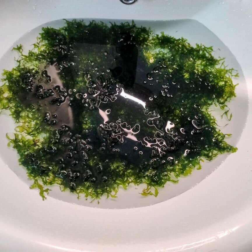 Ломариопсис линеата