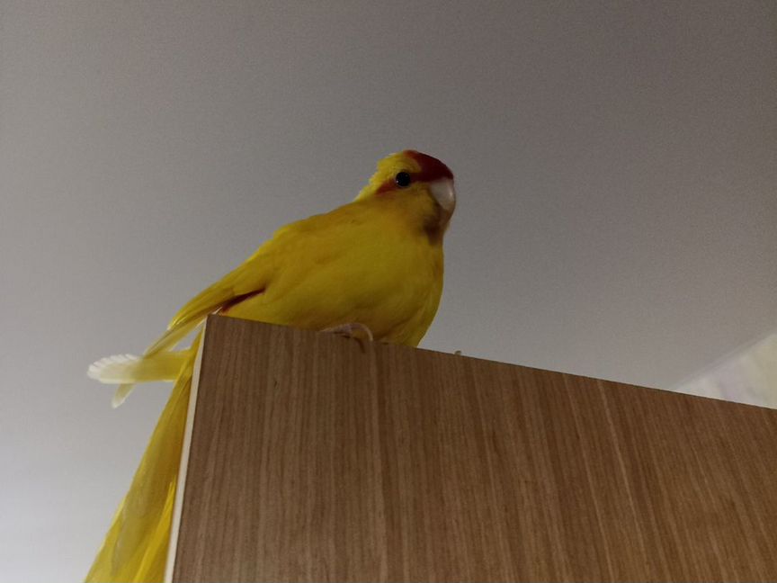 Попугай какарик