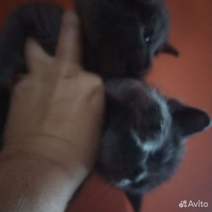 Котята помесь Шотландская+ русский голубой