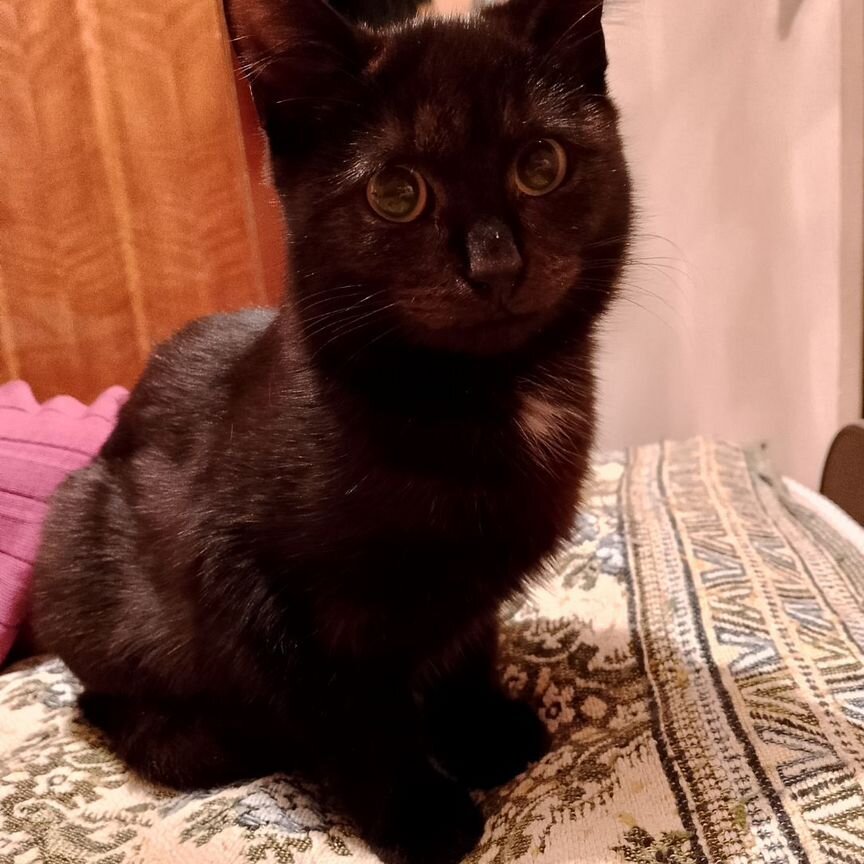 Кошечка Милка