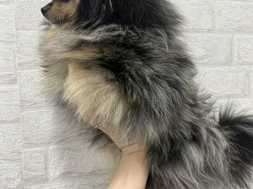 Шпиц девочка редкий окрас