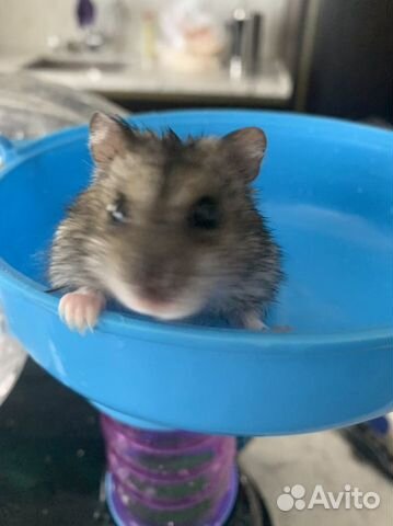 Джунгарский хомяк